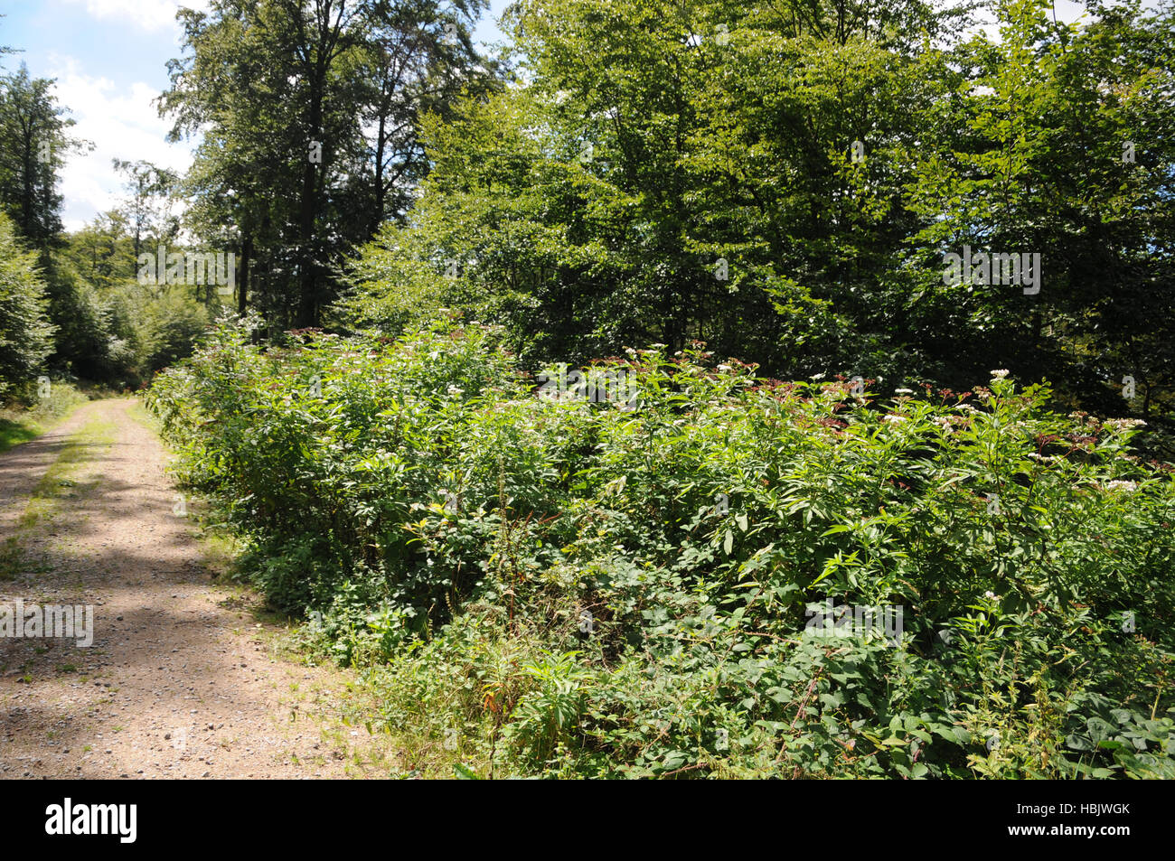 Sambucus ebulus, Dwarf elder Stock Photo - Alamy