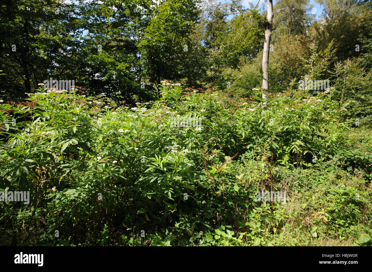 Sambucus ebulus, Dwarf elder Stock Photo - Alamy