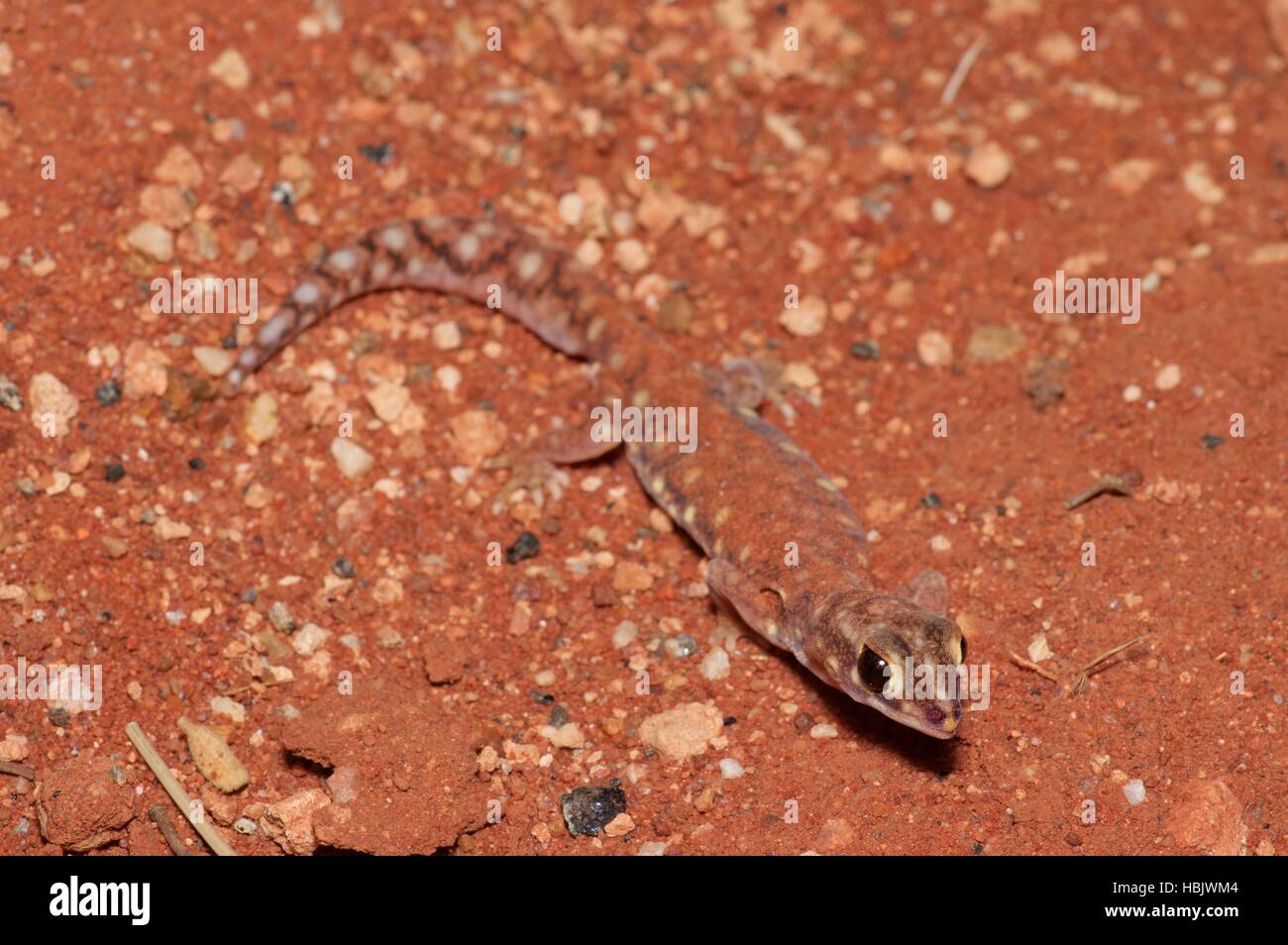 Rhynchoedura ornata hi-res stock photography and images - Alamy
