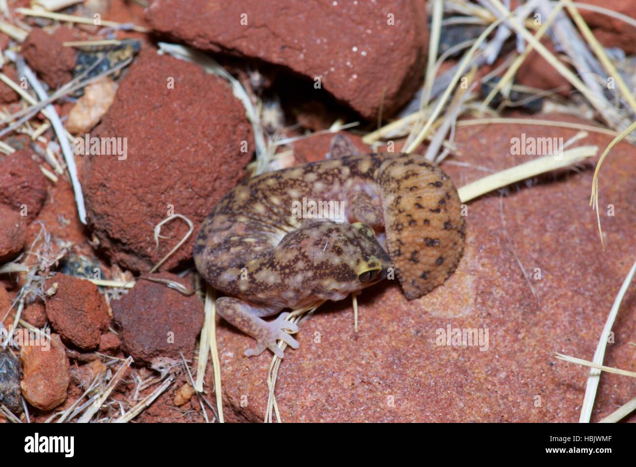A Burrow-plug Gecko (Diplodactylus conspicillatus) curled defensively ...