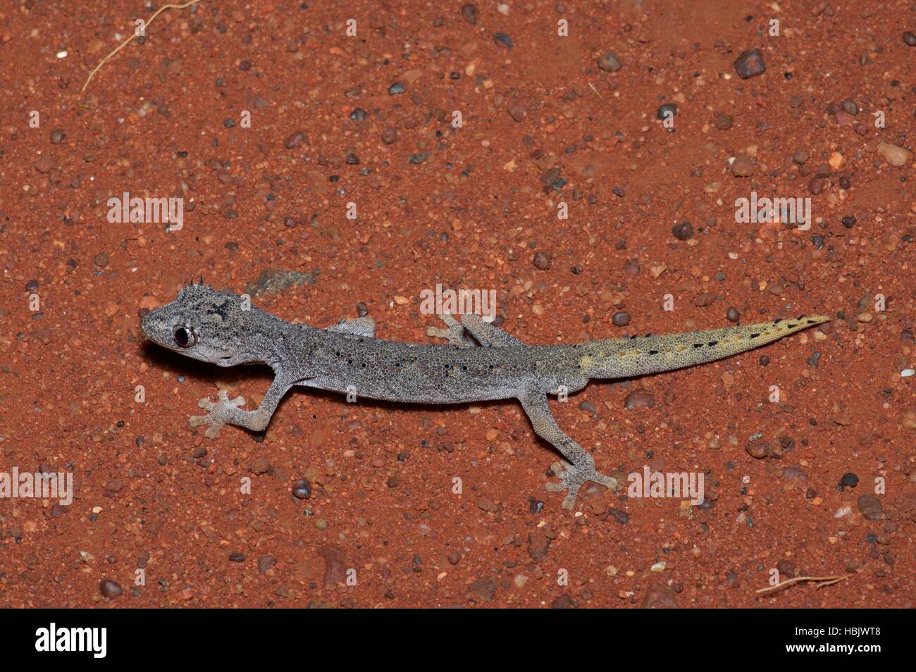 Spiny tailed gecko hi-res stock photography and images - Alamy