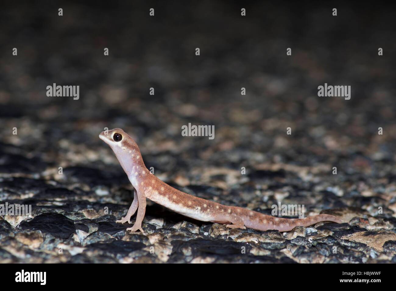 Western beaked gecko rhynchoedura ornata hi-res stock photography and ...