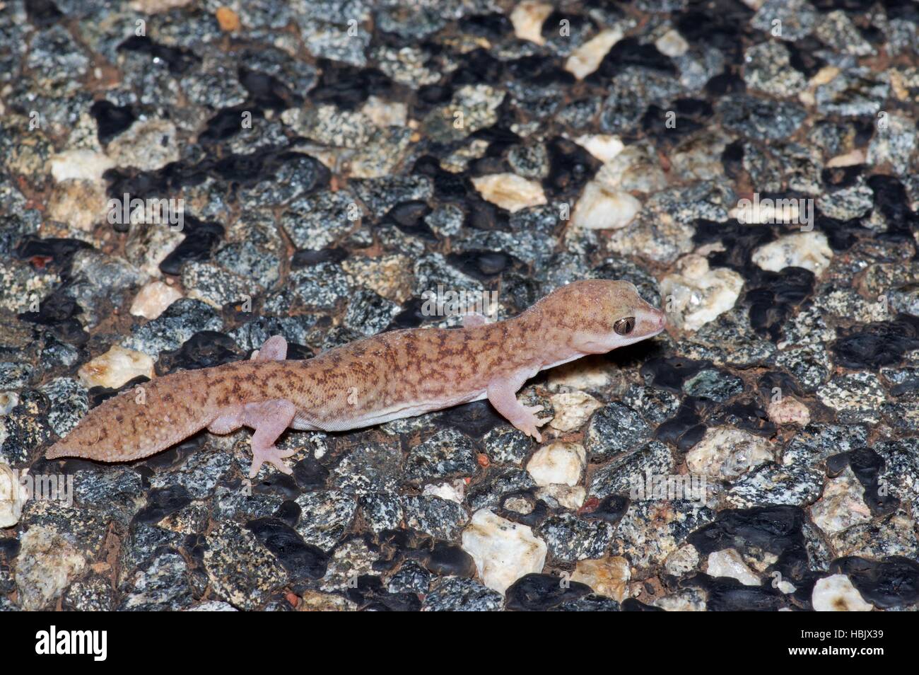 A Burrow-plug Gecko (Diplodactylus conspicillatus) on a sealed road at ...