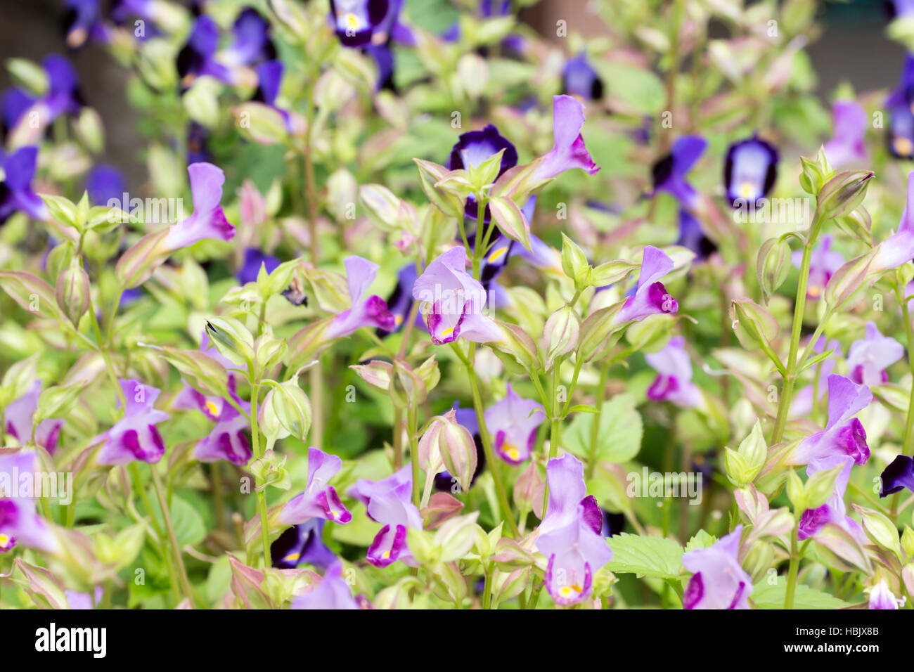 Torenia hi-res stock photography and images - Alamy