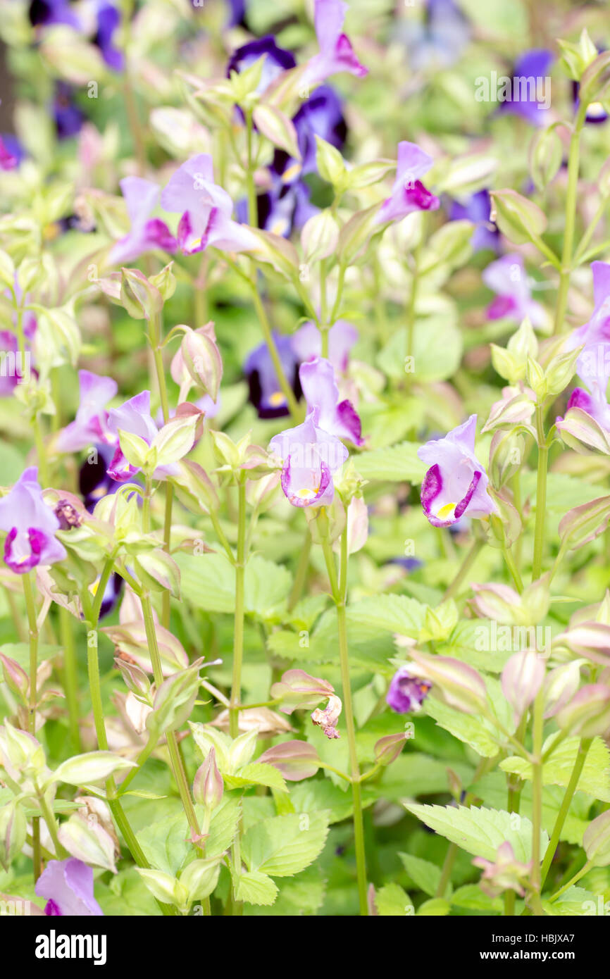 Blue torenia hi-res stock photography and images - Alamy