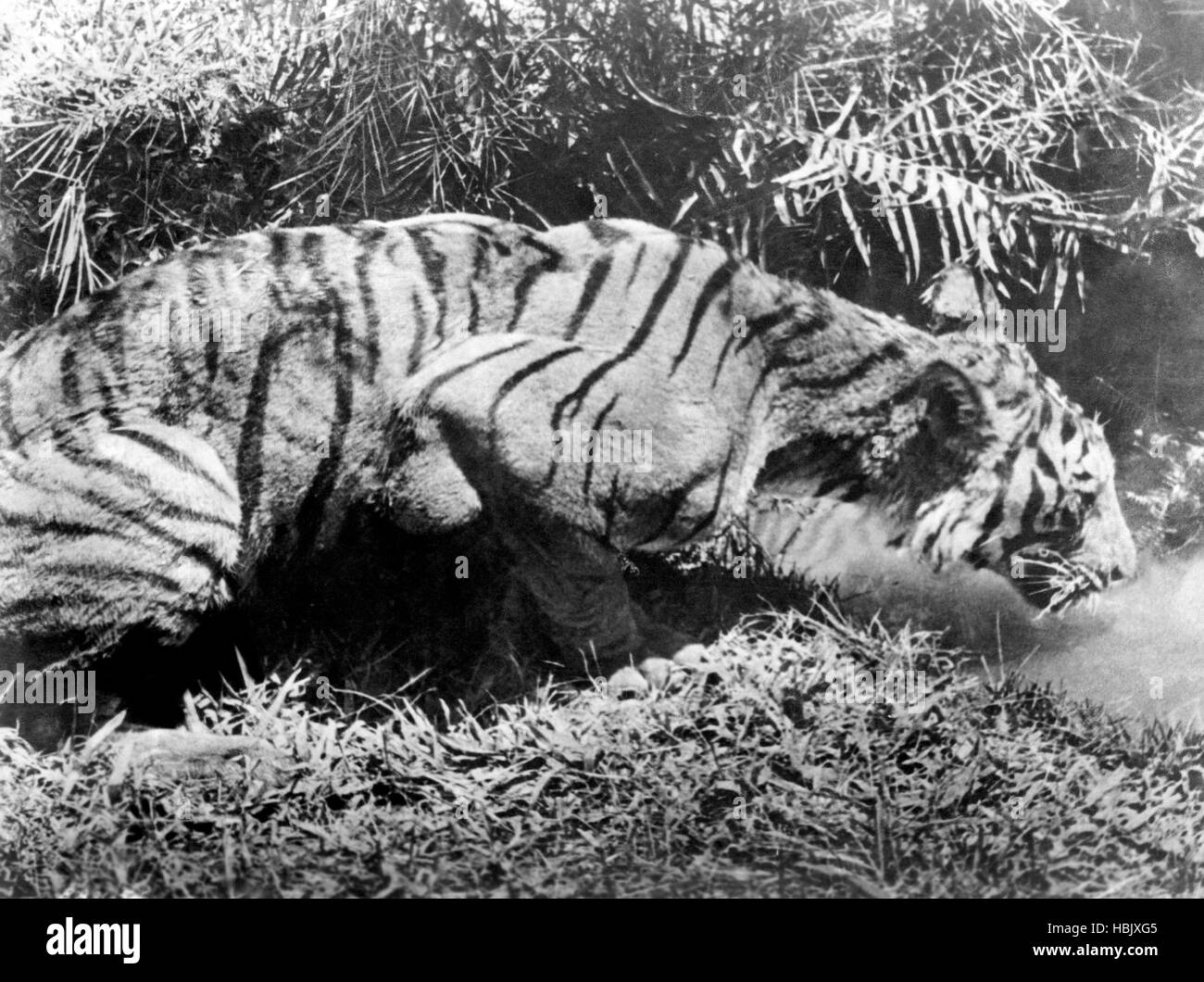 BRING 'EM BACK ALIVE, tiger, 1932 Stock Photo - Alamy