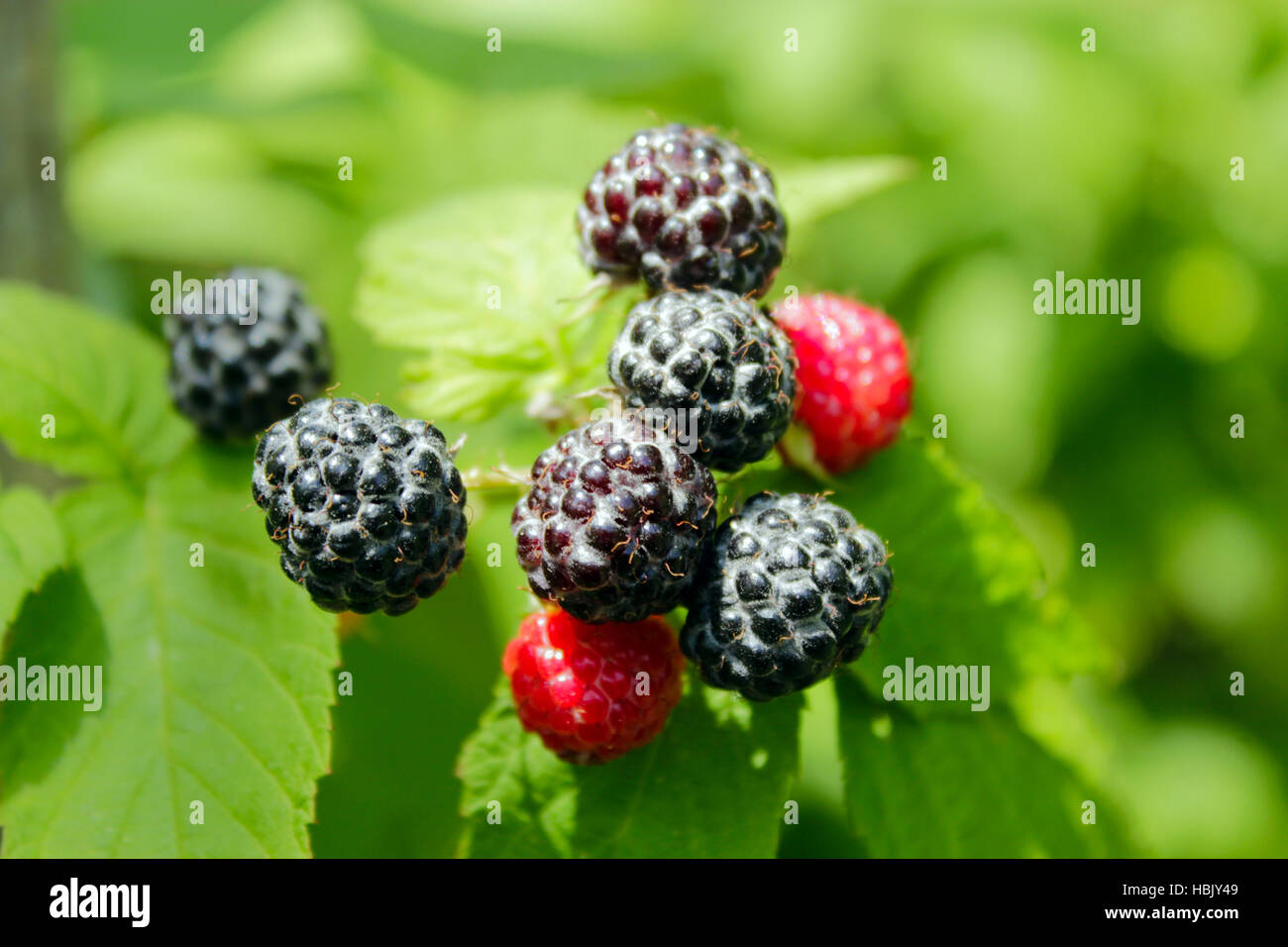 black raspberry fruits Stock Photo - Alamy