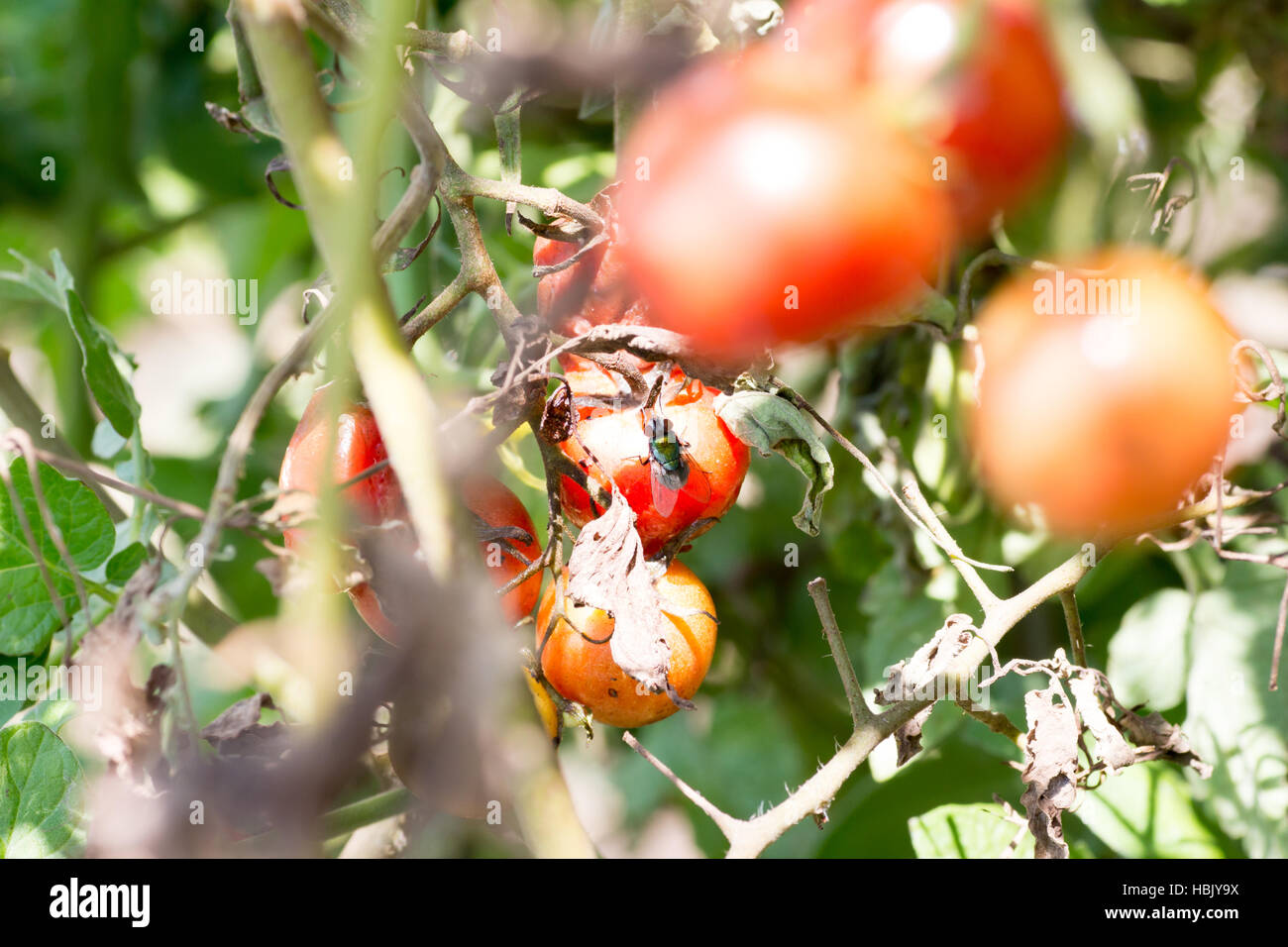 A bunch of rotten cherry tomatoes on farm with a fly licking on them Stock Photo - Alamy
