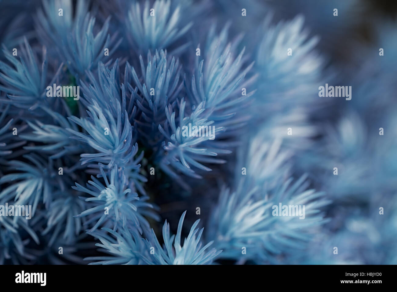 brunch of evergreen tree Stock Photo - Alamy