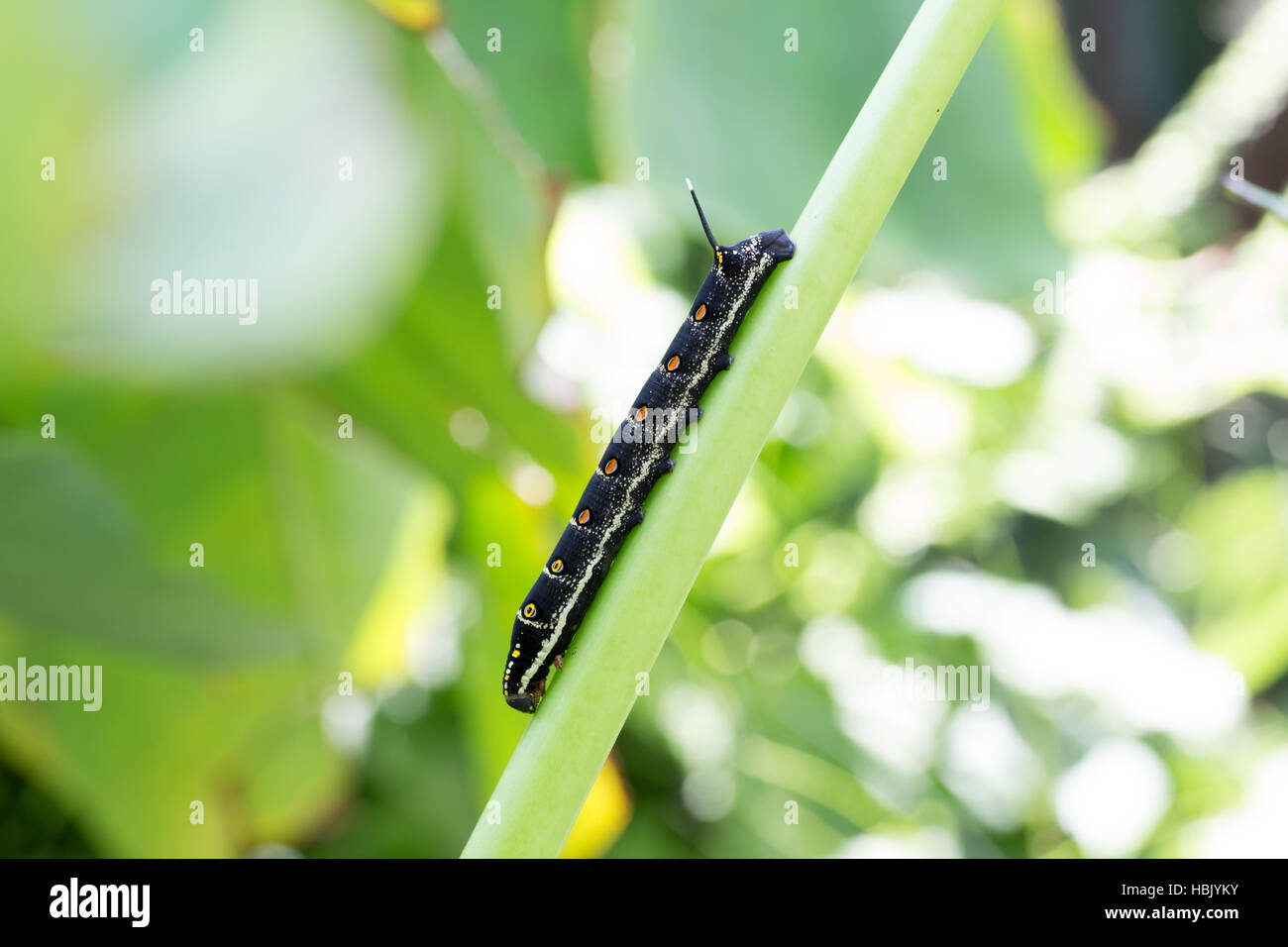 Taro stem hi-res stock photography and images - Alamy