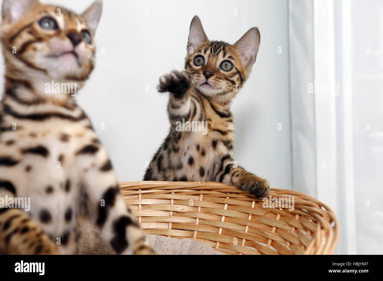 Small bengal kitten Stock Photo - Alamy
