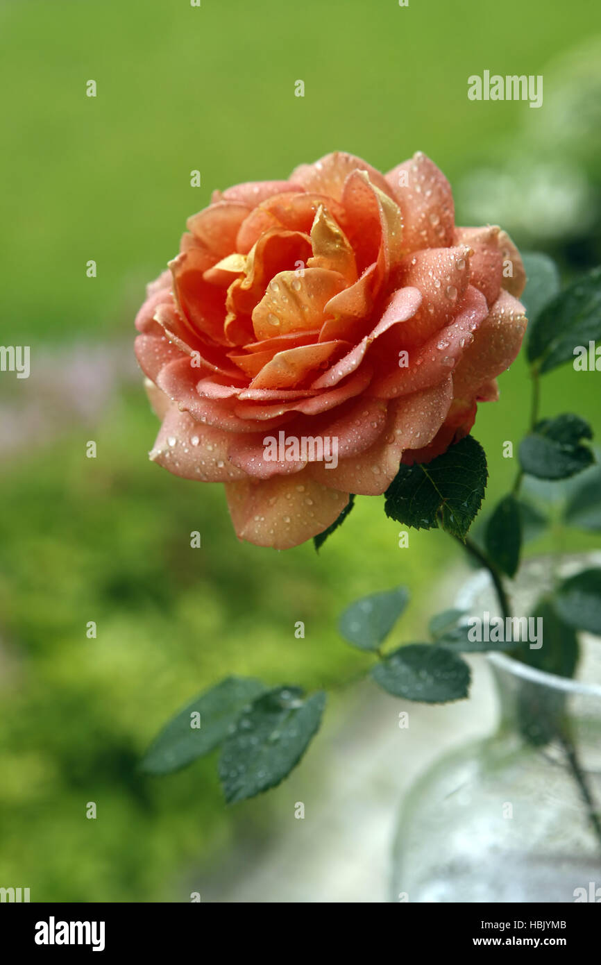 Beautiful rose with rain droplets Stock Photo - Alamy