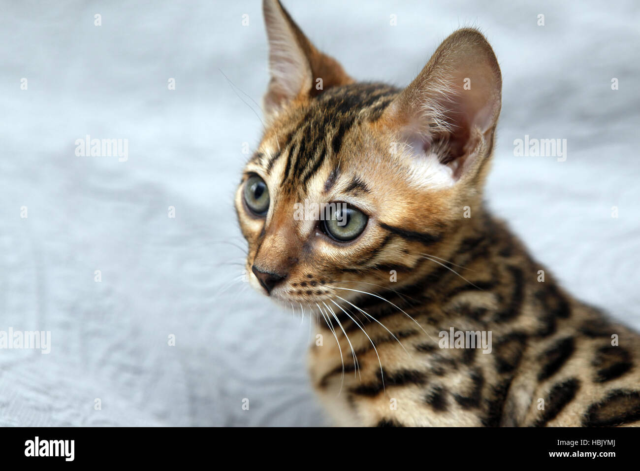 Small bengal kitten Stock Photo - Alamy