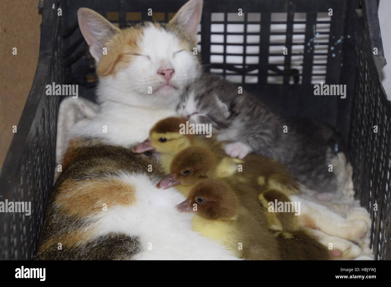 Foster Box High Resolution Stock Photography and Images - Alamy