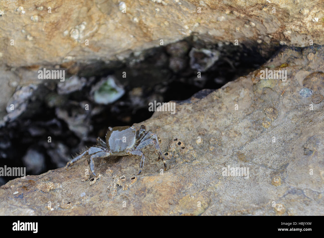 crayfish crawling on stone at the seashore Stock Photo - Alamy