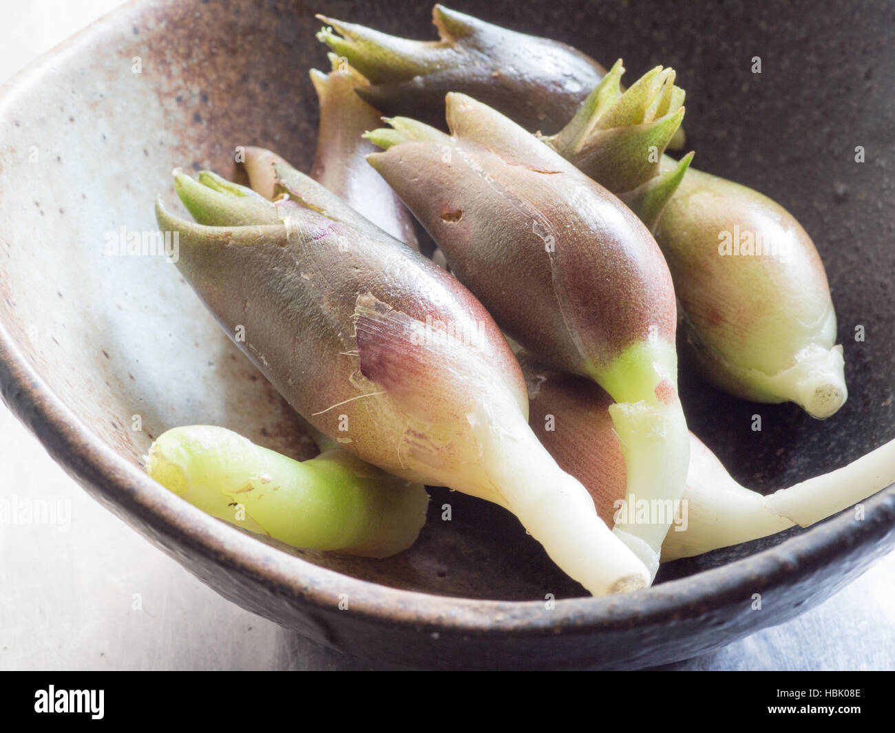Japanese zingiber mioga also known as a myoga Stock Photo - Alamy