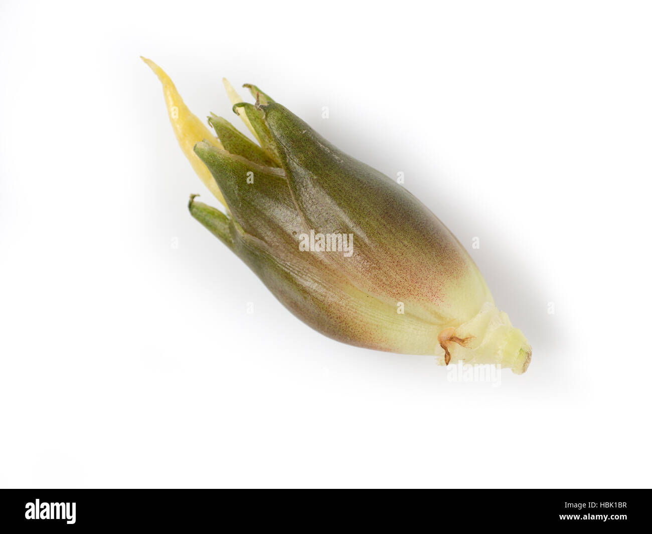 Top view of Japanese zingiber mioga also known as a myoga on white ...