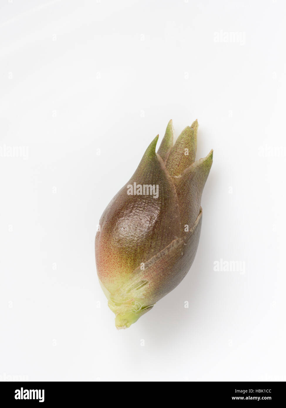 Top view of Japanese zingiber mioga also known as a myoga on white ...