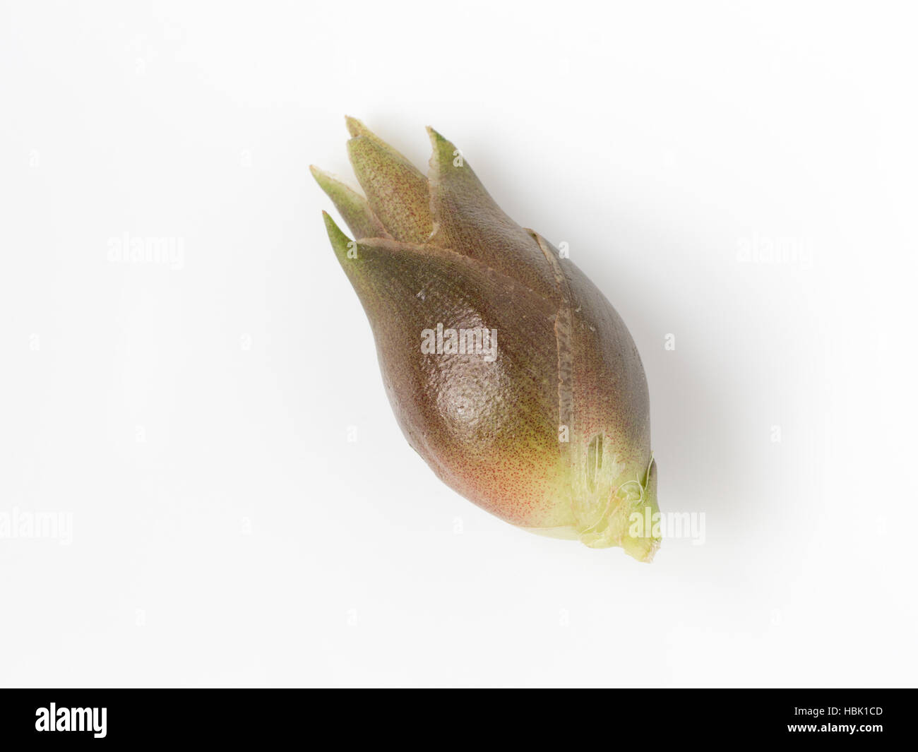 Top view of Japanese zingiber mioga also known as a myoga on white ...