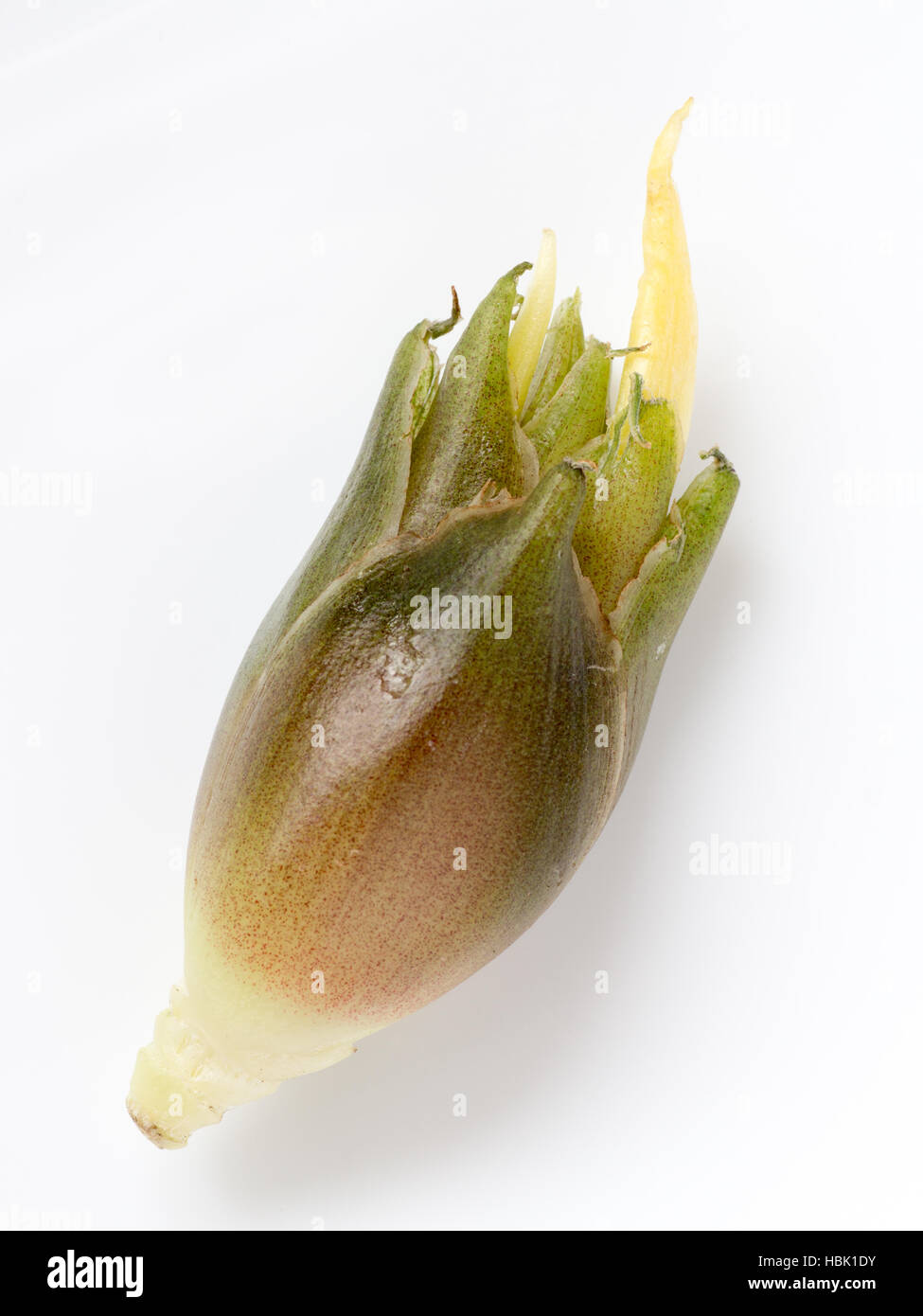 Zingiber mioga hi-res stock photography and images - Alamy