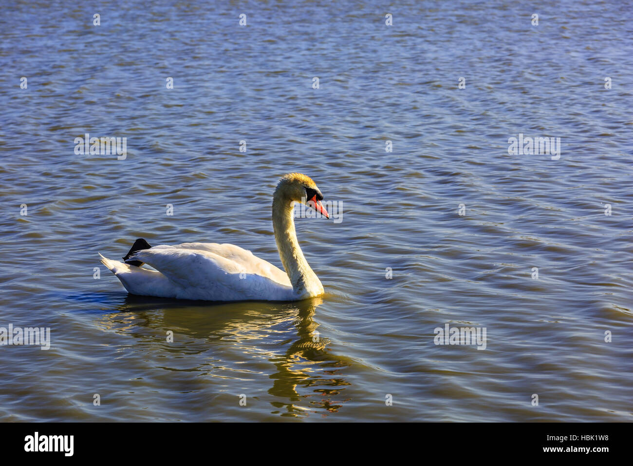 Great white swan Stock Photo - Alamy