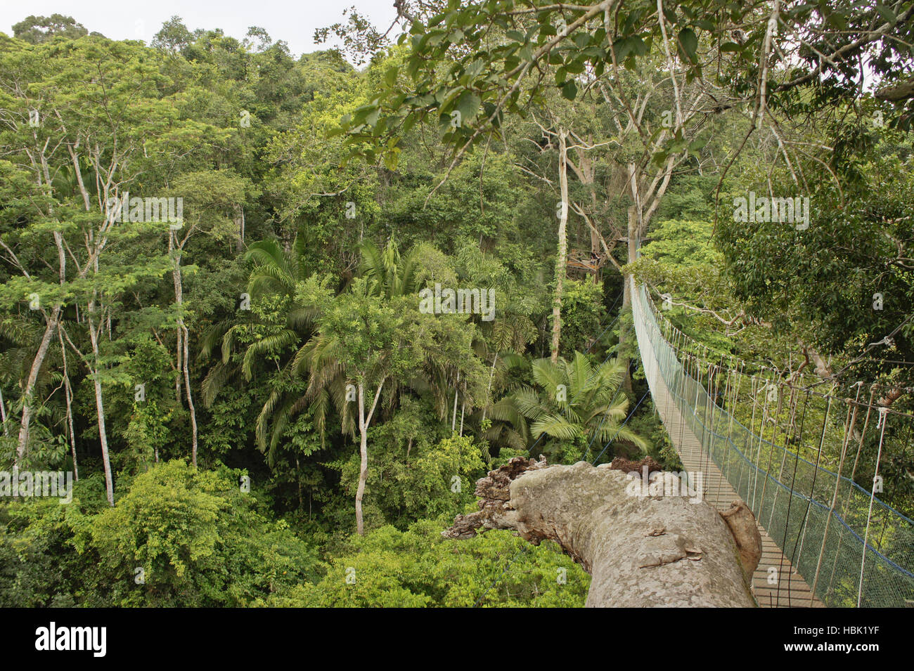Amazon Basin, Peru, view from a big tree Stock Photo - Alamy