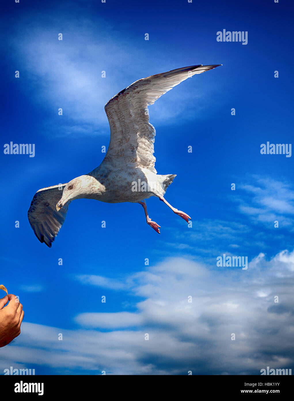 Vogel am arm hi-res stock photography and images - Alamy