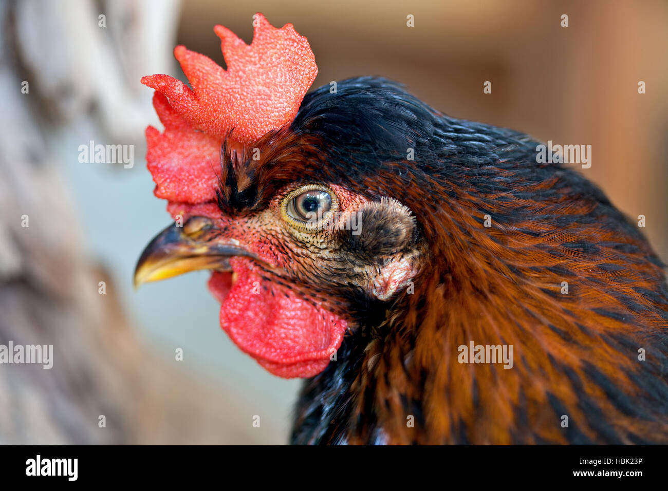 Close up of chicken head Stock Photo - Alamy