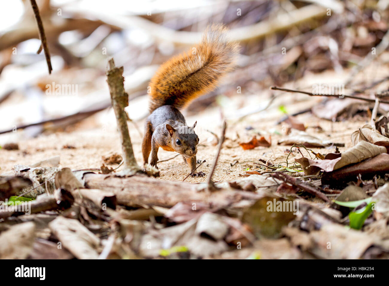 Red-tailed squirrel / Costa Rica / Cahuita Stock Photo - Alamy