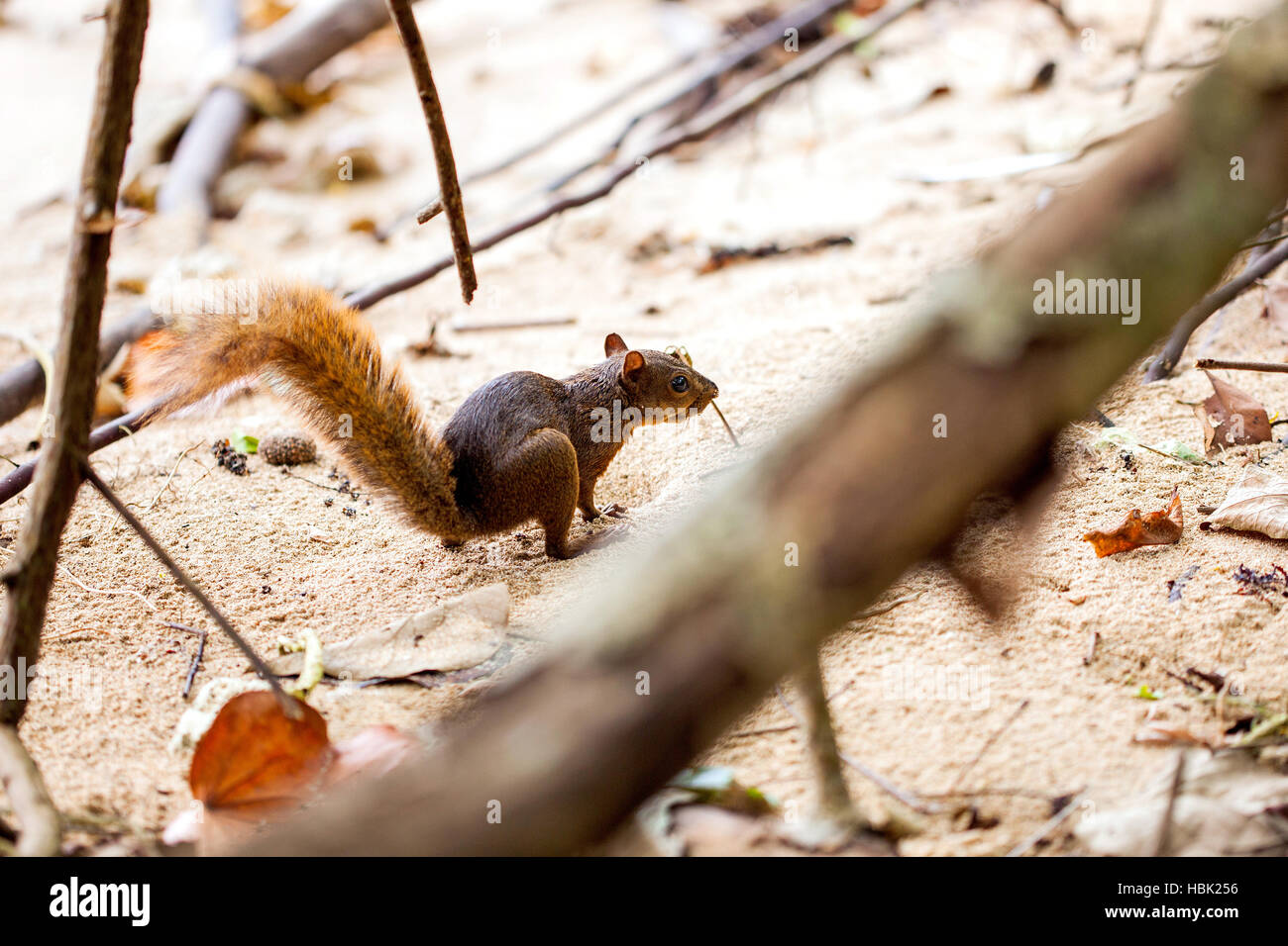 Red-tailed squirrel / Costa Rica / Cahuita Stock Photo - Alamy