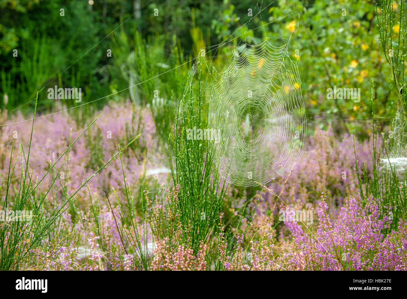 Autumn landscape with erica Stock Photo - Alamy
