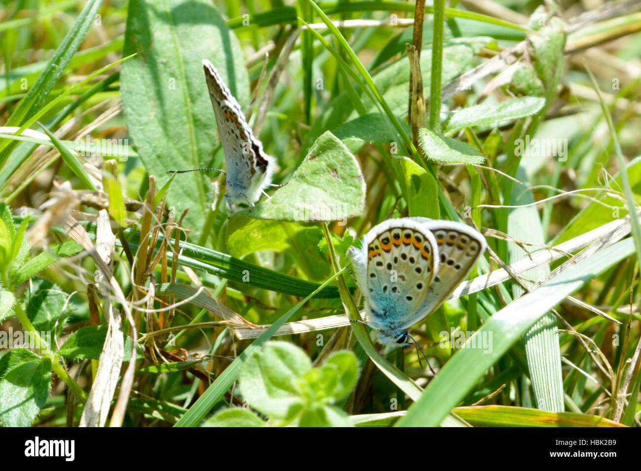 Butterfly in detail hi-res stock photography and images - Alamy