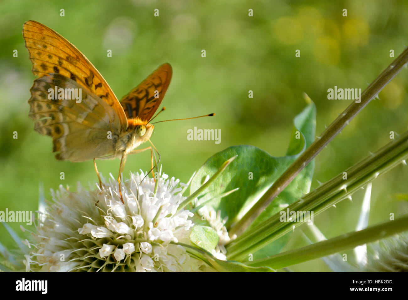 Butterfly on a bur with blurred background Stock Photo - Alamy