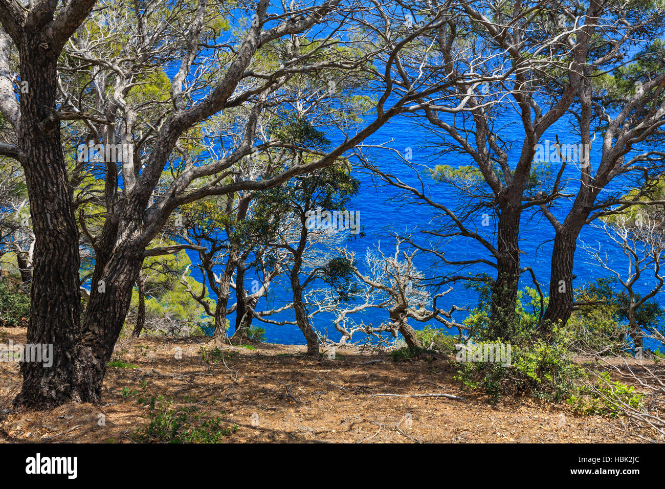 Pine trees above sea Stock Photo - Alamy