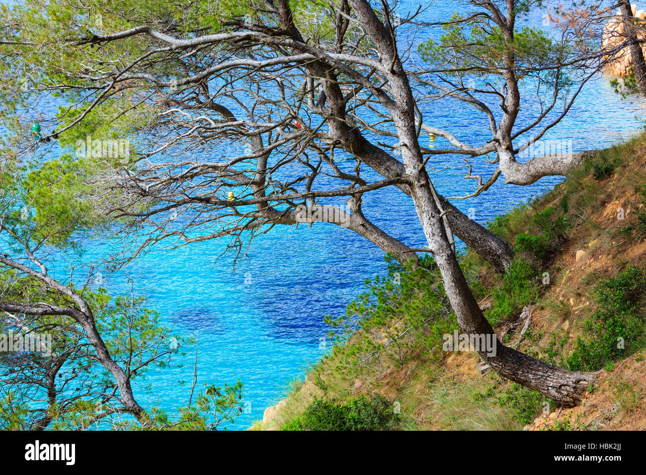 Pine trees above sea Stock Photo - Alamy