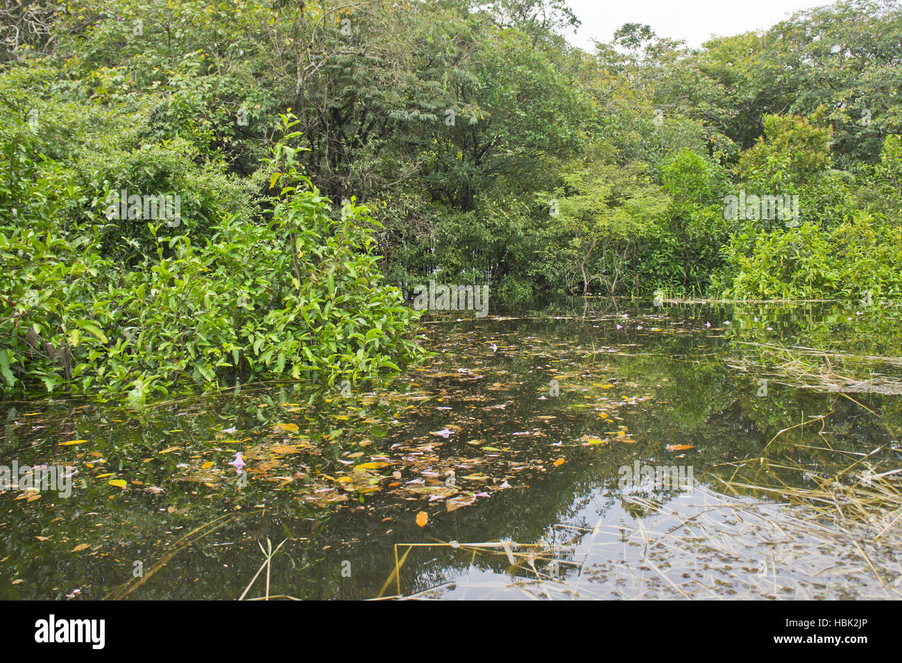 Amazon basin trees hi-res stock photography and images - Alamy