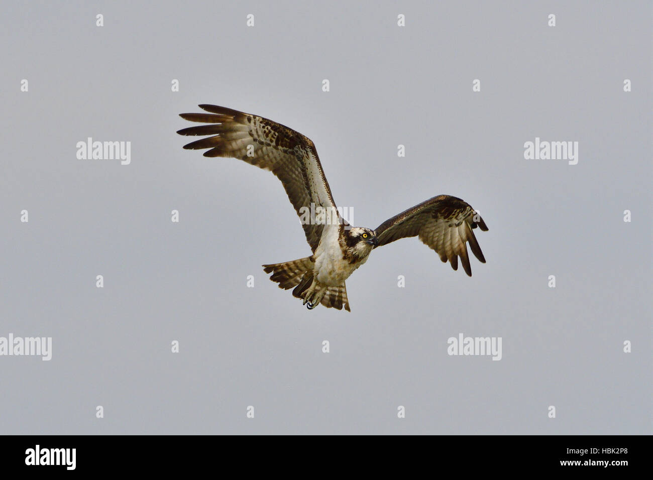 Osprey feather hi-res stock photography and images - Alamy