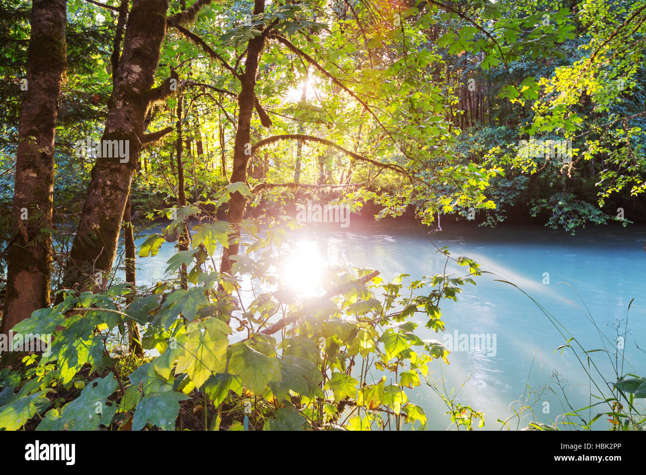 Creek in the forest Stock Photo - Alamy