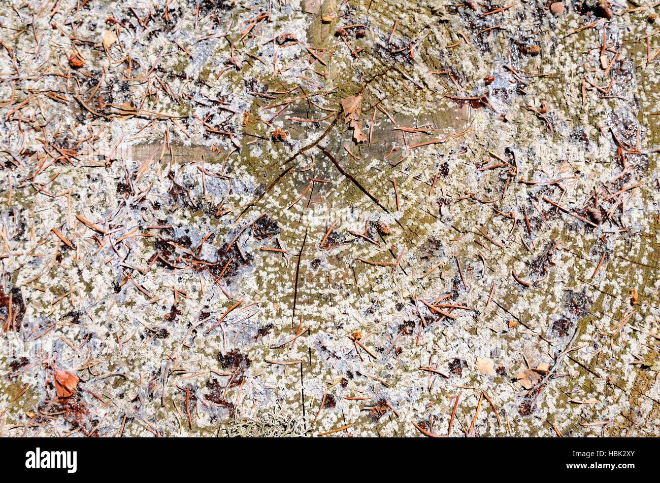 resinous tree disc Stock Photo - Alamy