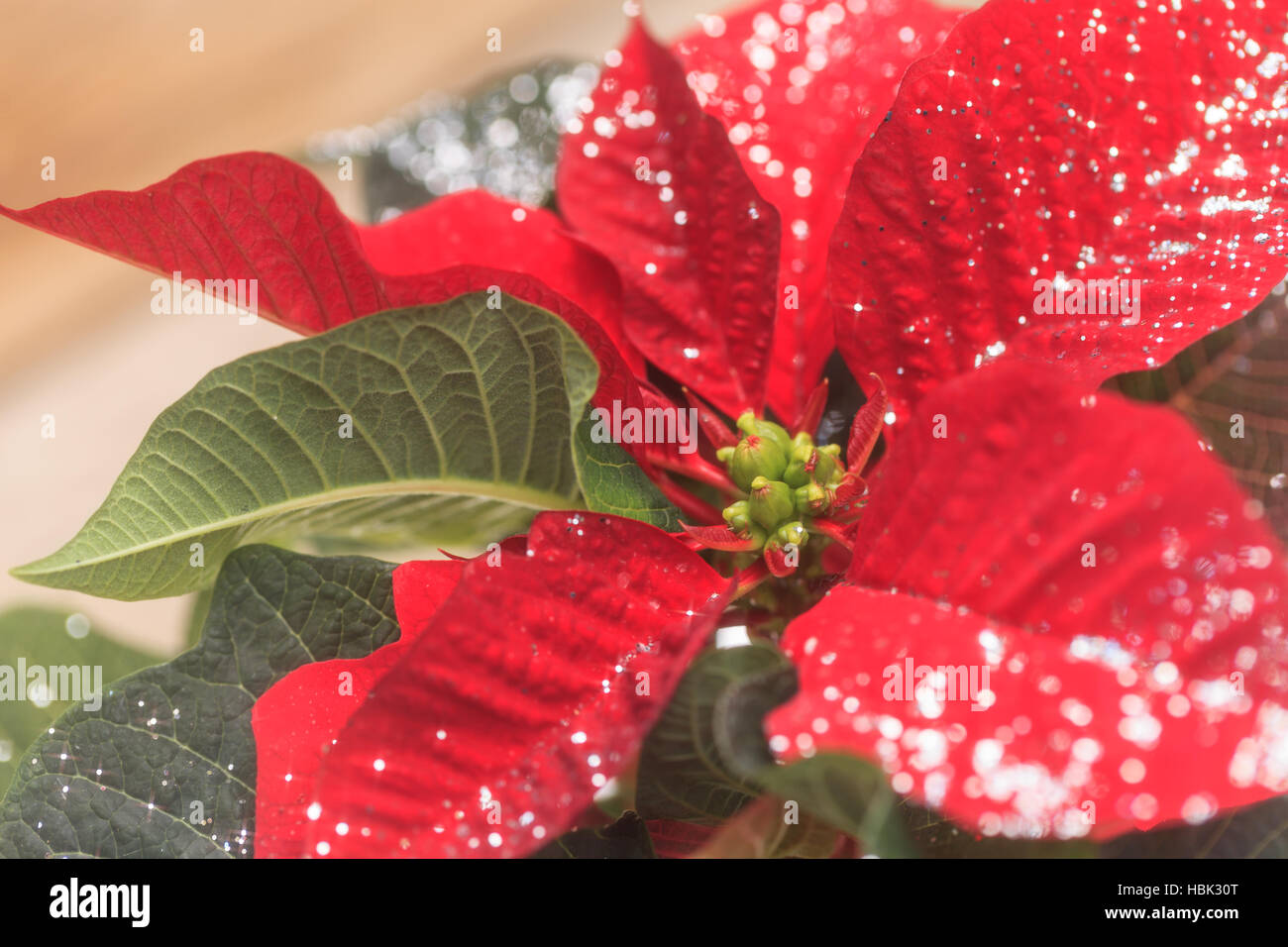 Red poinsettia holiday flower Stock Photo - Alamy