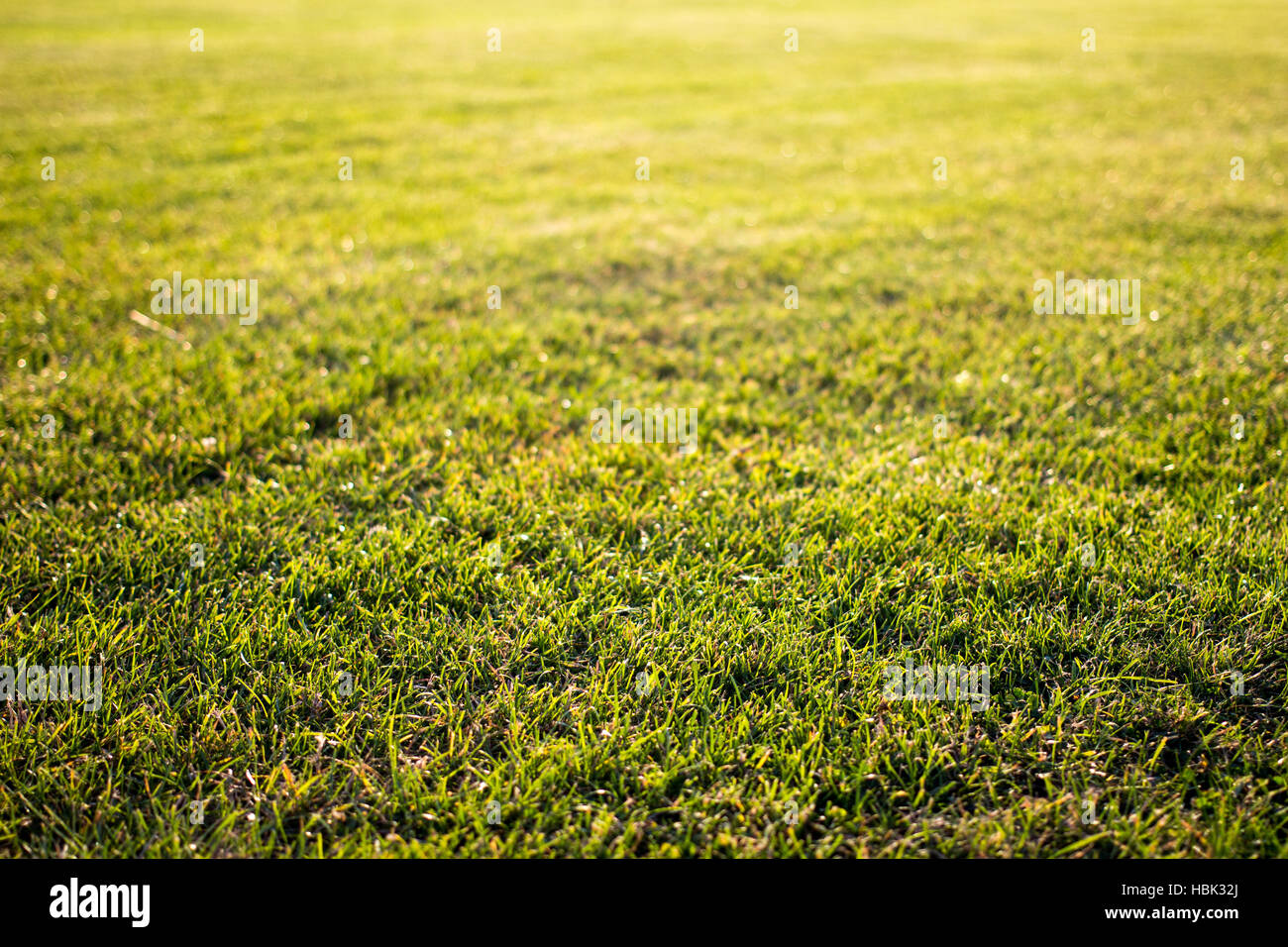 green cutted grass background Stock Photo - Alamy