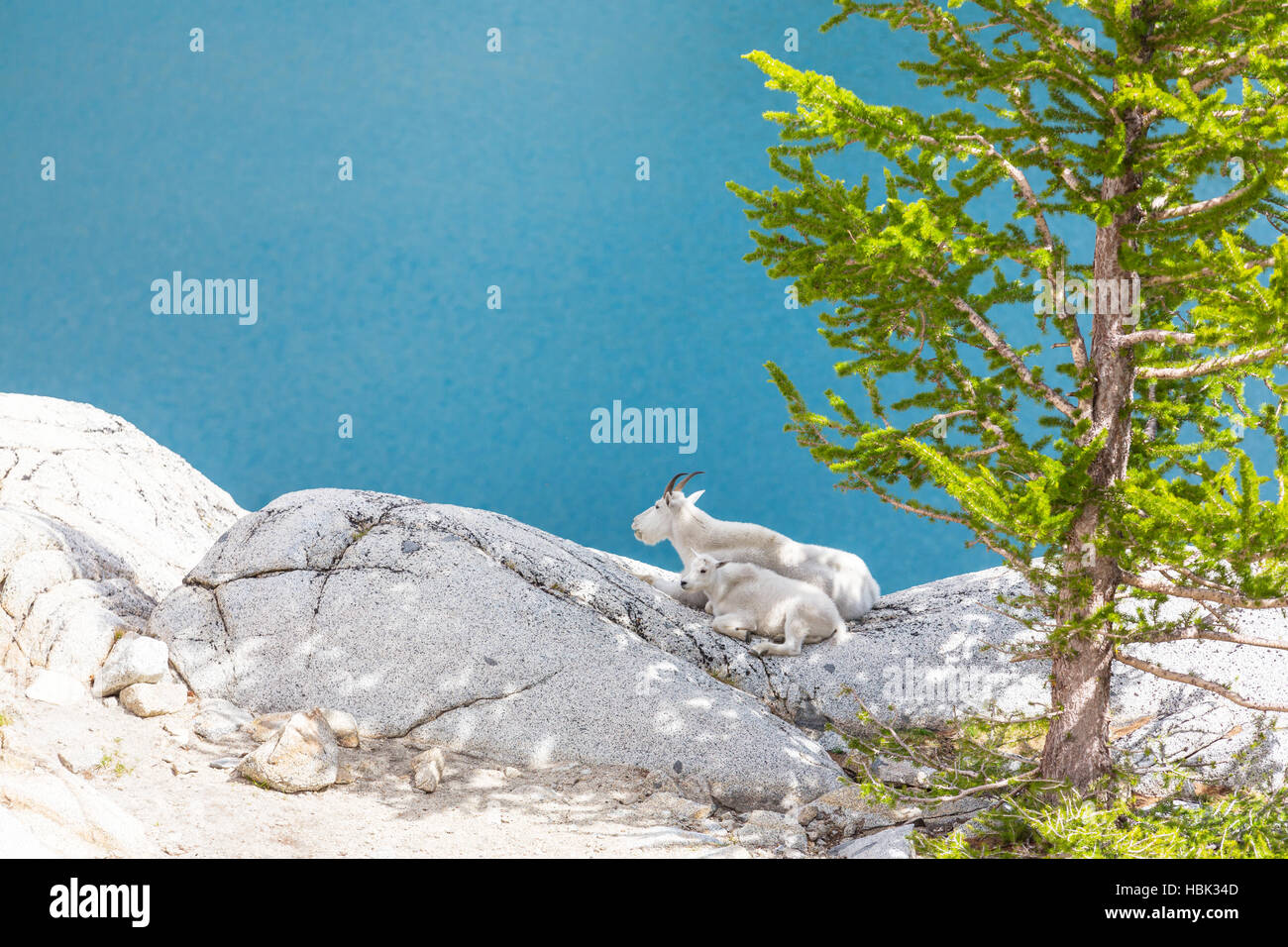 Bergziege kanada hi-res stock photography and images - Alamy