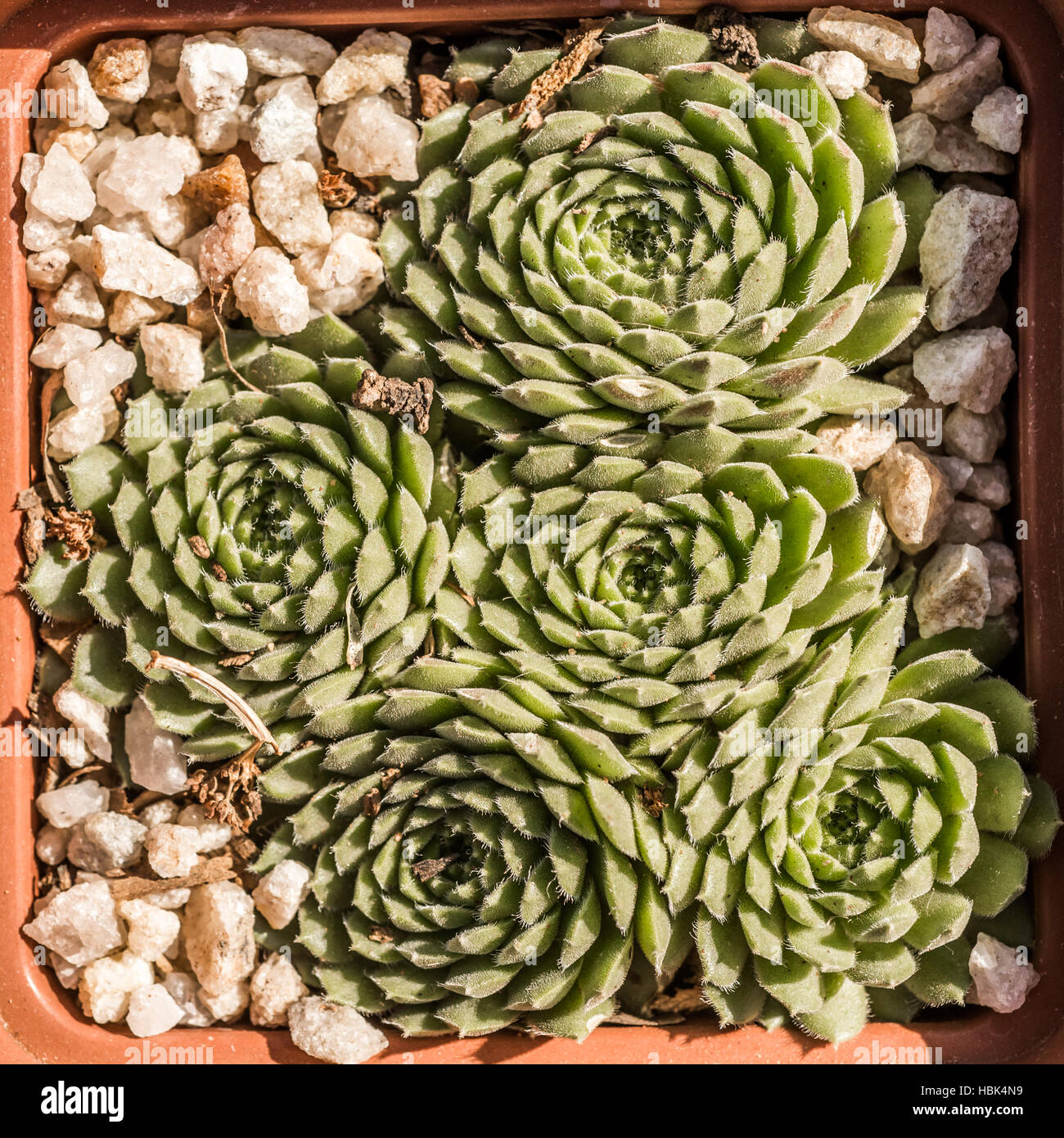 Succulents for dry areas hi-res stock photography and images - Alamy