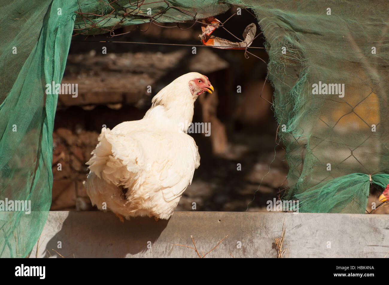 Chicken in Chicken Pen Stock Photo - Alamy