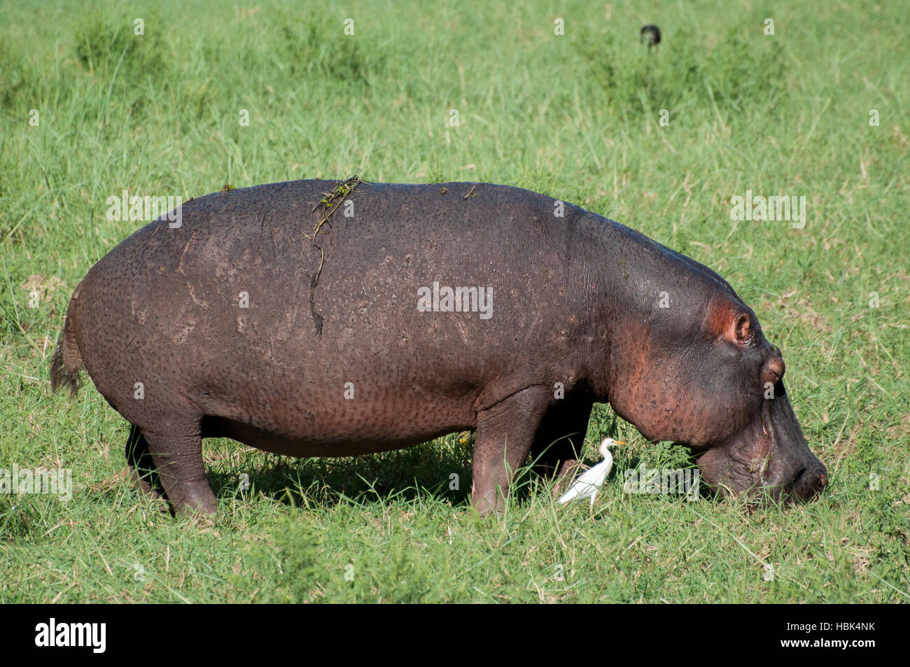 Hippo habitat hi-res stock photography and images - Alamy