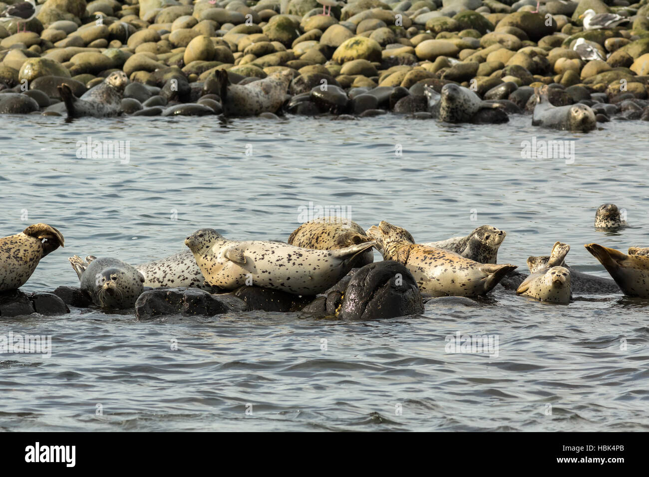 Earless hi-res stock photography and images - Alamy