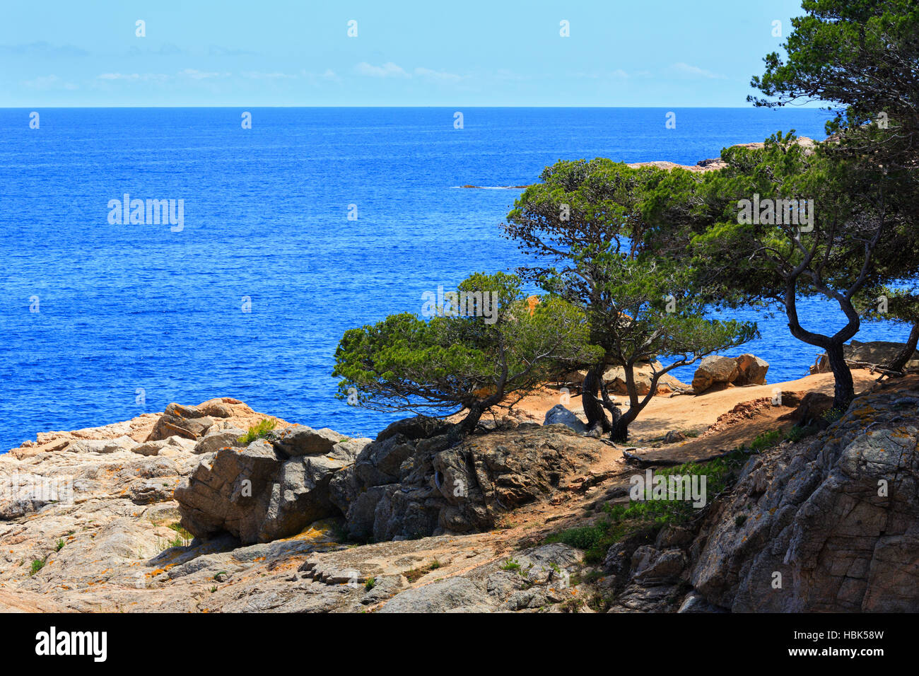 Pine trees on sea coast Stock Photo - Alamy