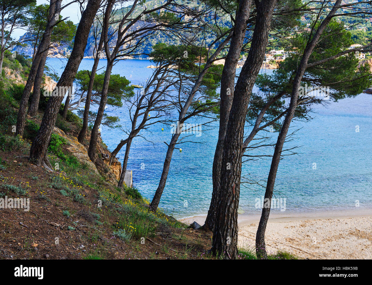 Pine trees above sea beach Stock Photo - Alamy