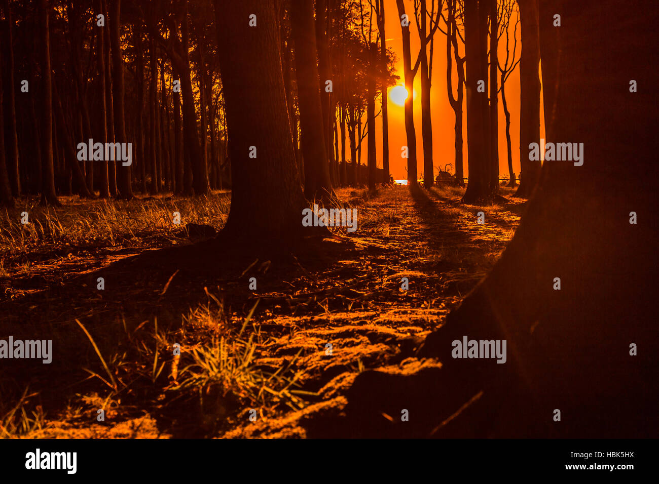 Ghost forest germany hi-res stock photography and images - Alamy