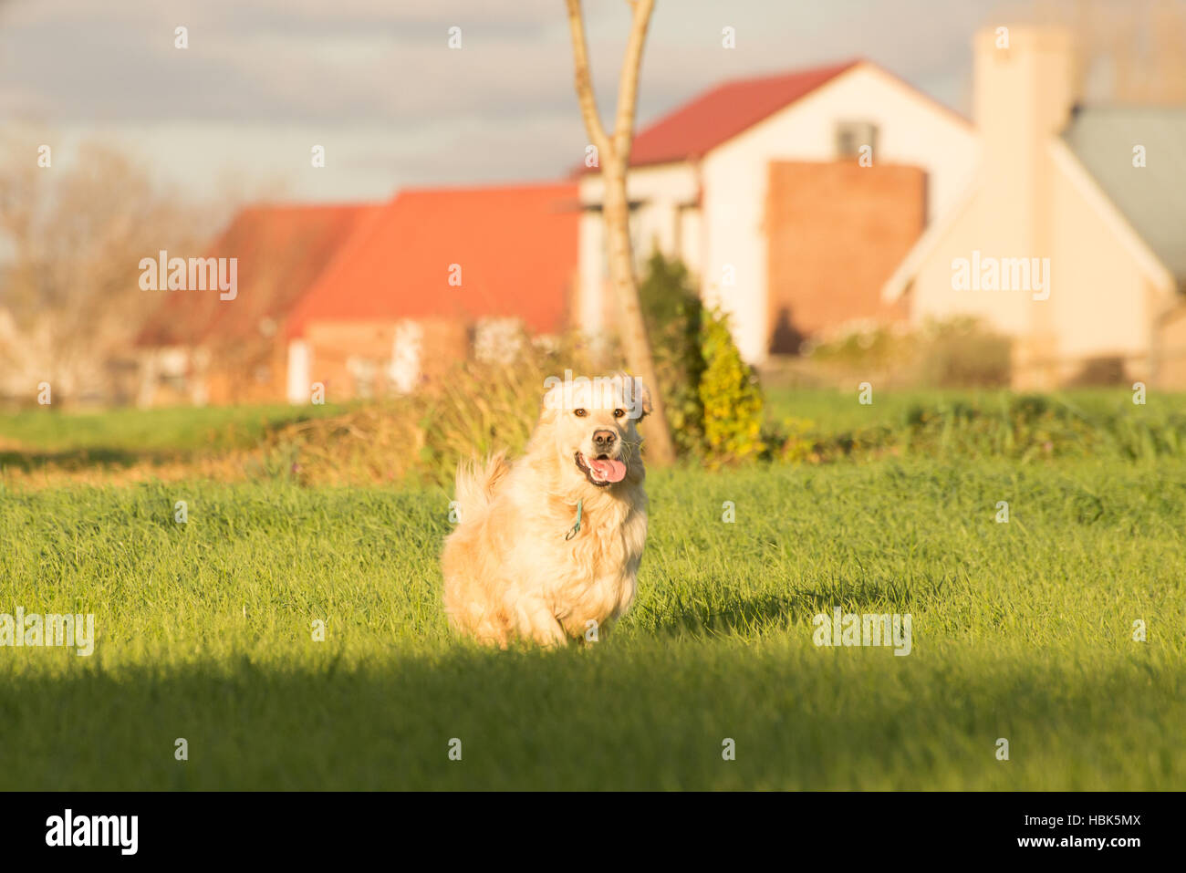 Long golden grass hi-res stock photography and images - Alamy